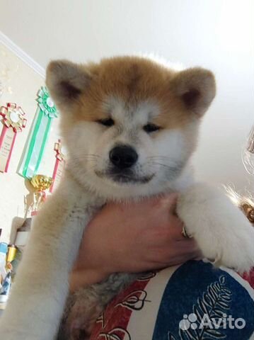 Японская Акита Ину