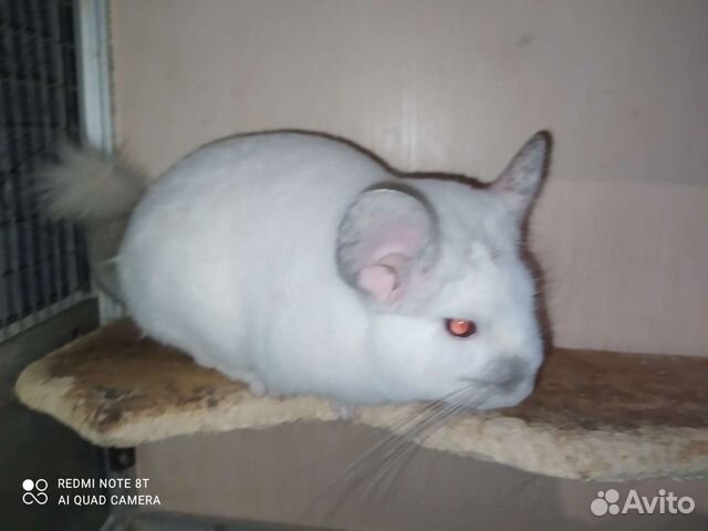 Шиншилла девочка