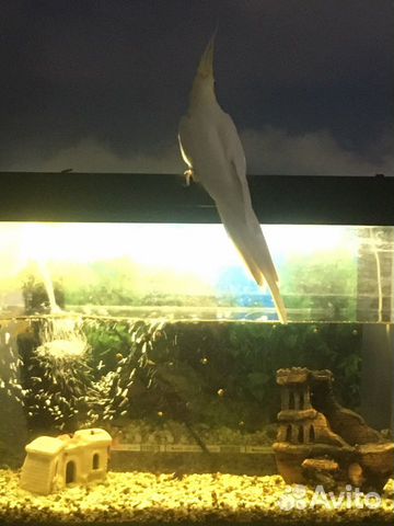 Попугай Корелла мальчик