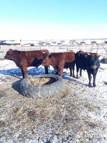 Быки 65т 52 голов