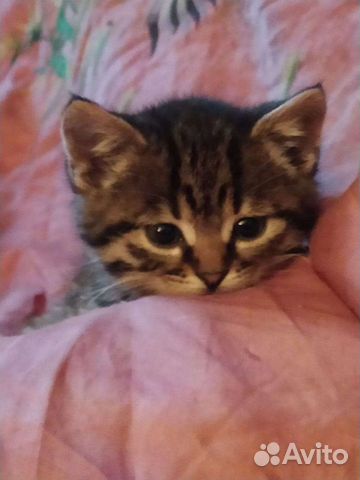 Кошки породистые бесплатно