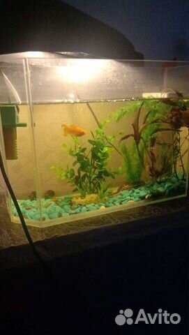 Продам улиток