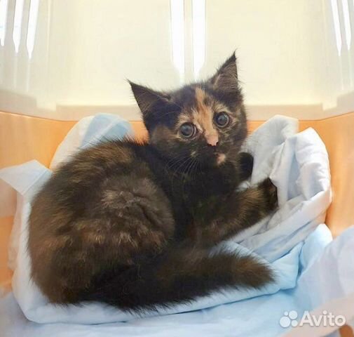 Крошка-котенок Милка в добрые руки