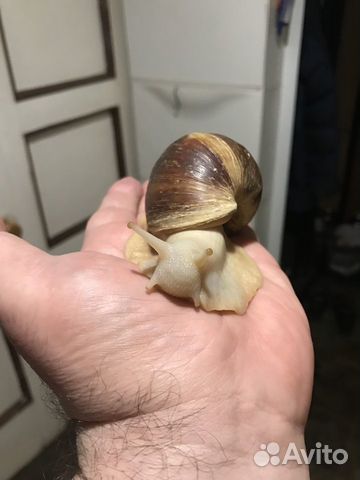 Улитки Ахатины
