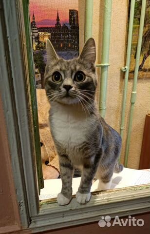 Киса ищет друга и надежного человека