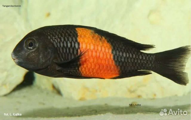 Трофеус бемба