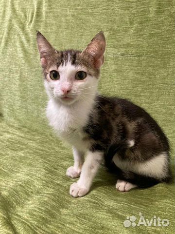 Малыш Лори ищет семью