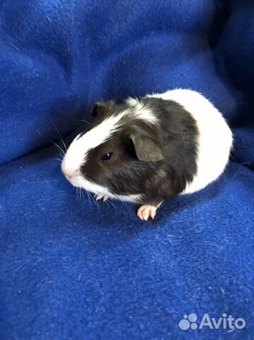 Морская свинка.1.5 мес.Девочка