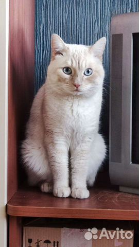 Кот Невский Маскарадный