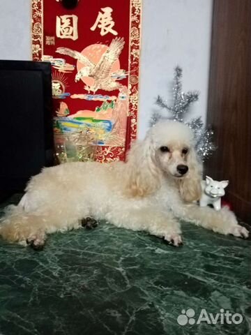 Собаки щенки