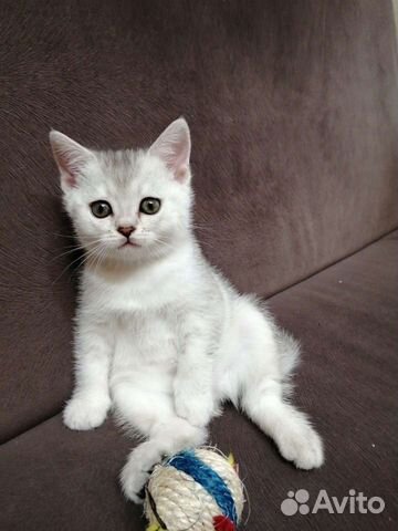 Котенок кошечка британская