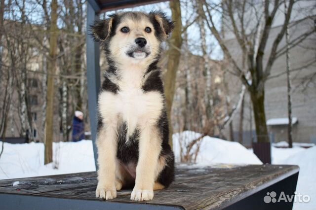 Щенок девочка Фиби 3 мес