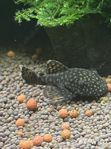 Сомики-прилипалы Анциструс