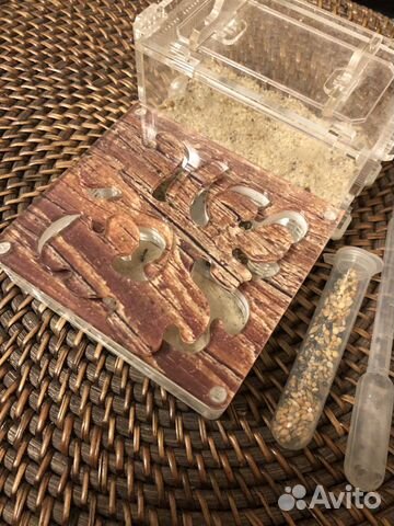 Муравьиная ферма с муравьями - формикарий