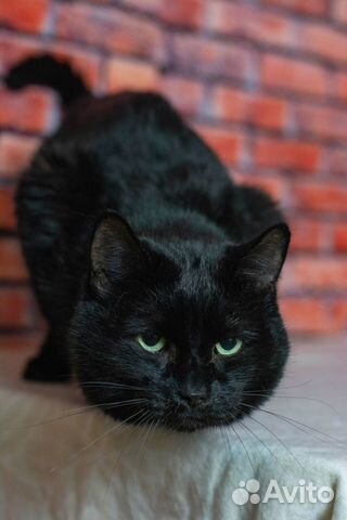Котик Монти 8 лет