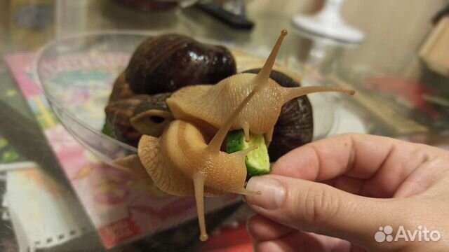 Взрослые Ахатины иммакуляты в хорошие руки