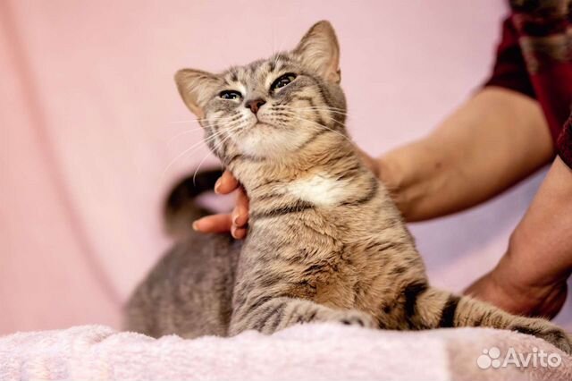 Кошка Лора ищет дом