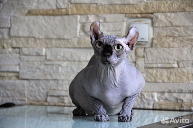 Эльф сфинкс молодая кошка