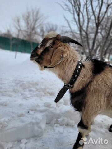 Нубийский козел