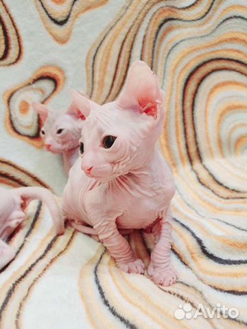 Донской сфинкс котята