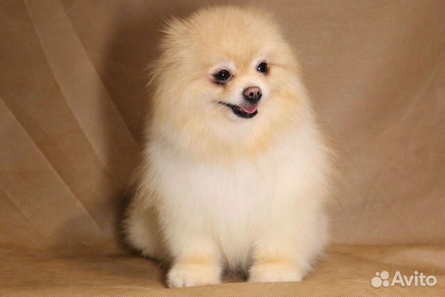 Померанский шпиц мальчик