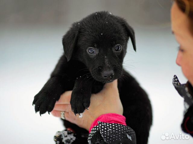Крошка щенок 1.5 мес, в добрые руки