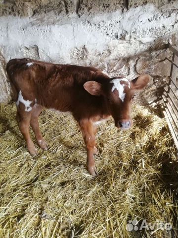 Тёлочка 1 месяц