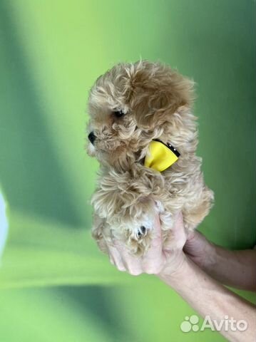 Мальтипу мини