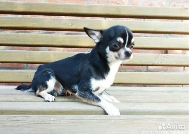 Парнишка чихуахуа