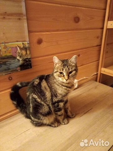 Кошечка Мурка в добрые руки