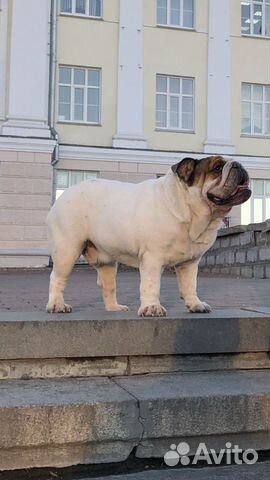 Английский бульдог