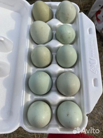 Ухейилюй инкубационное яйцо