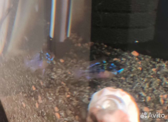 Апистограмма рамиресарыба