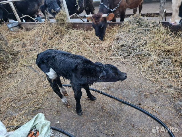 Бычки и быки