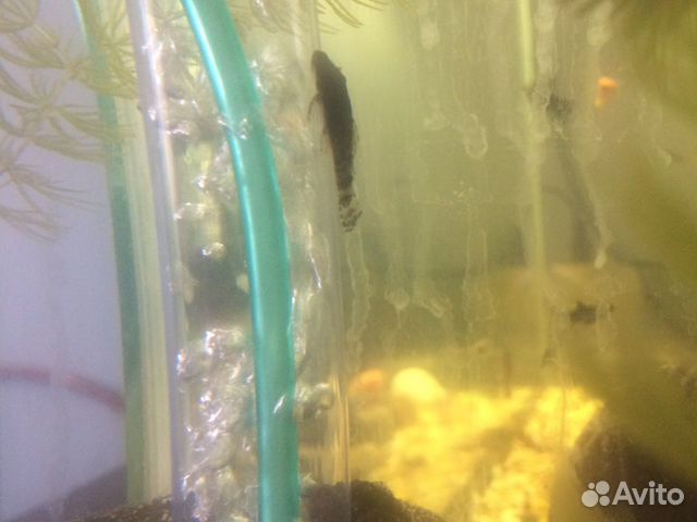 Сомик анцитруса