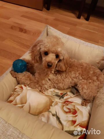 Той-пудель мини-карликовый