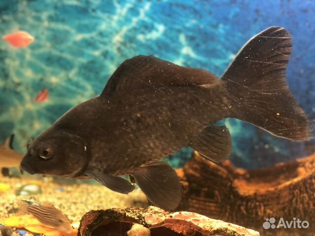 Продается рыбка комета (Черный бархат)