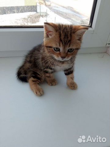 Котенок шотландец