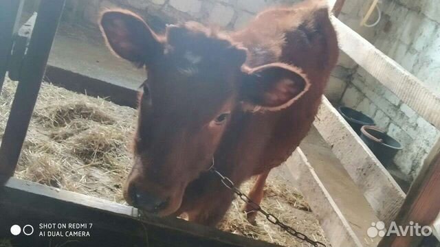 Телочка 5+мес и бычек 4+мес