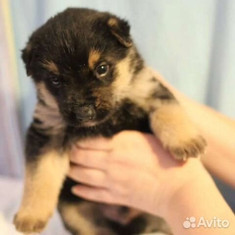 Щенки овчарки бесплатно