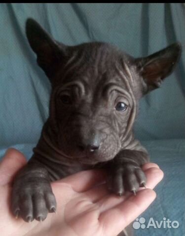 Щенок в любимцы