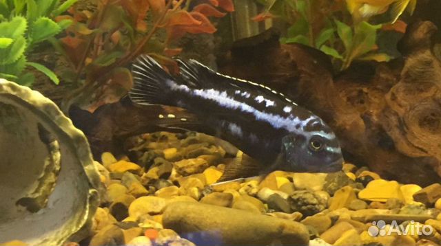 Цихлиды демасони майнгано наннакара