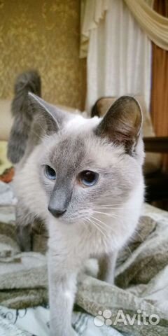 Кошки