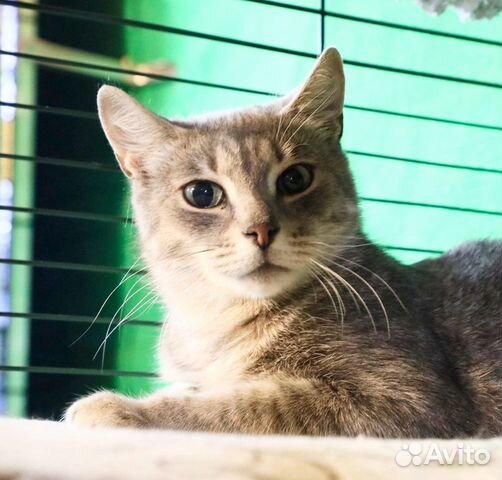 Дымка в дар добрым людям