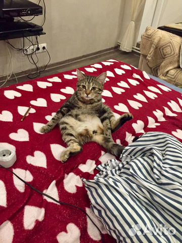 Кошка