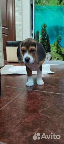 Щенки Бигль