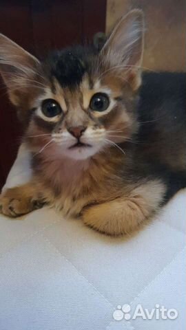 Сомалийские котята