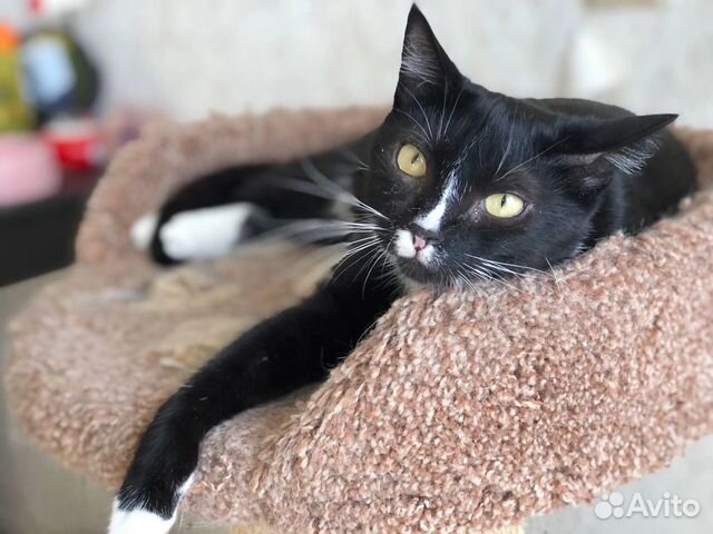 Молодой ласковый кот ищет дом