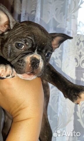 Французский бульдог