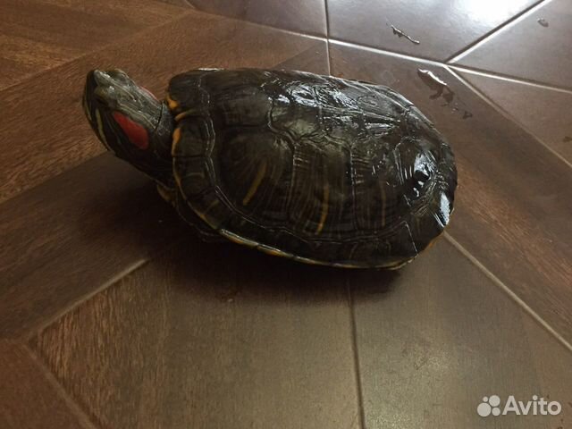 Красноухая черепаха